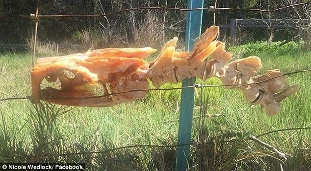 The remains of the mysterious creature are found caught in the fence ...