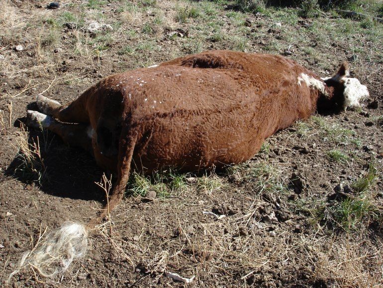 The butcher denies that he sold the meat of the dead cow (Video ...