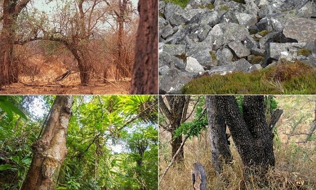 Camouflage experts, can you find the hidden animals in the images ...