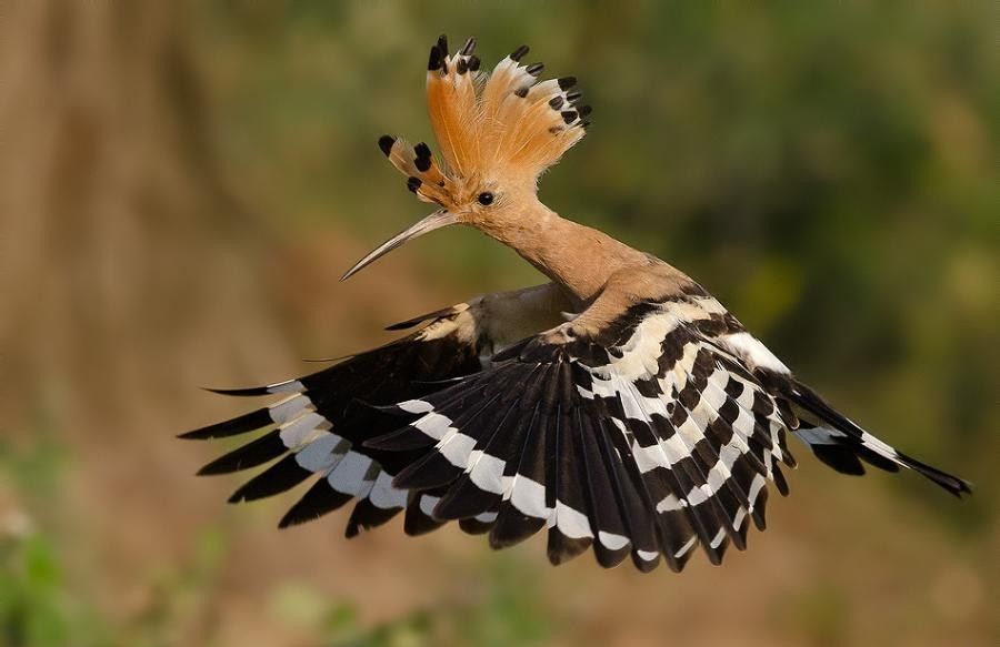 Interesting curiosities about the African bird Pupeza that you probably ...