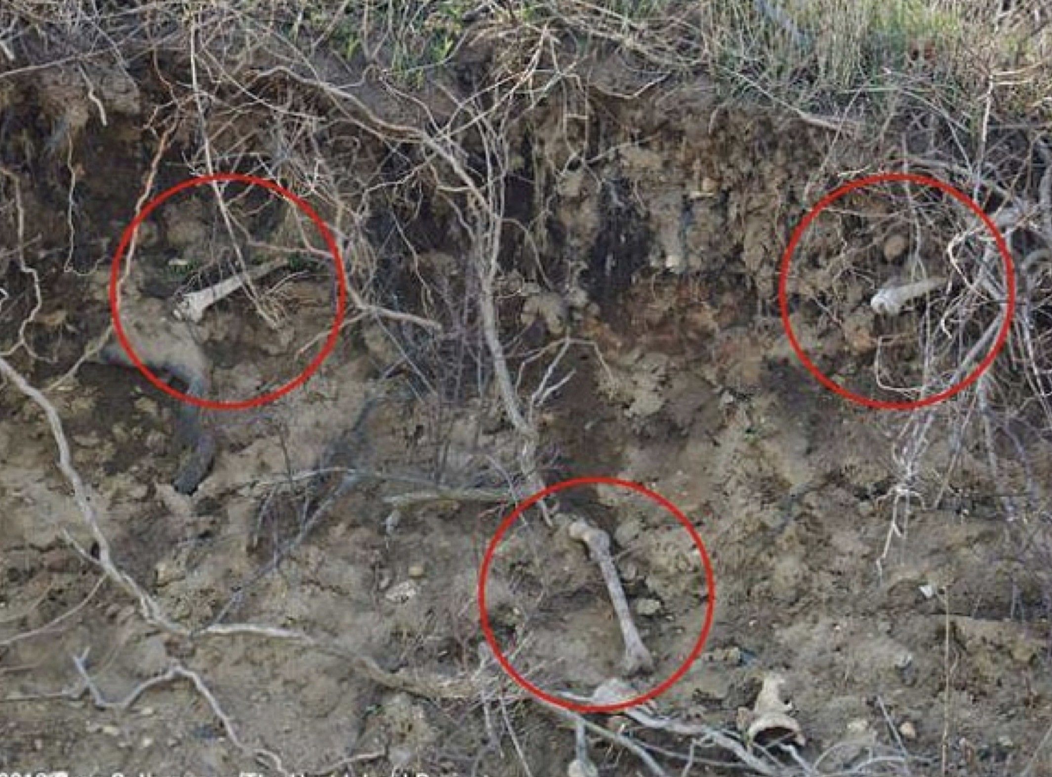 Nature forced the "island of death" to reveal its secrets - One million ...
