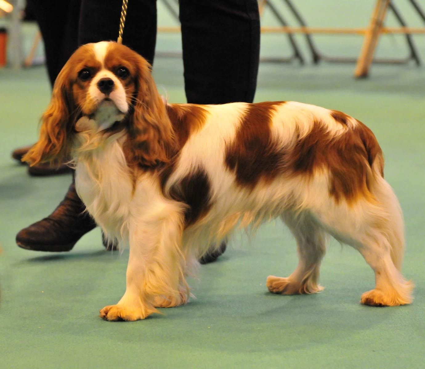 Pesë qen idealë për banesë të vogël: Nëse i merrni këto raca, kurrë nuk ...