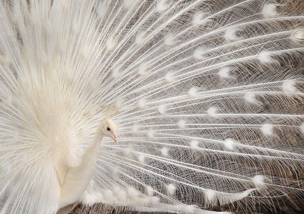 Palloi i bardhë të cilin e ‘ngatërrojnë me fantazmë’, po bredh për të ...