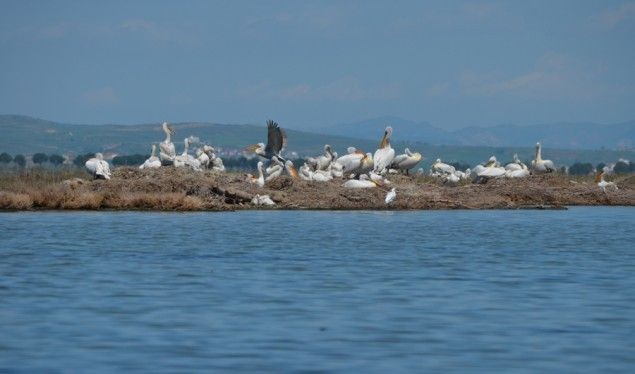 For six months, Divjaka was visited by 207 thousand tourists ...