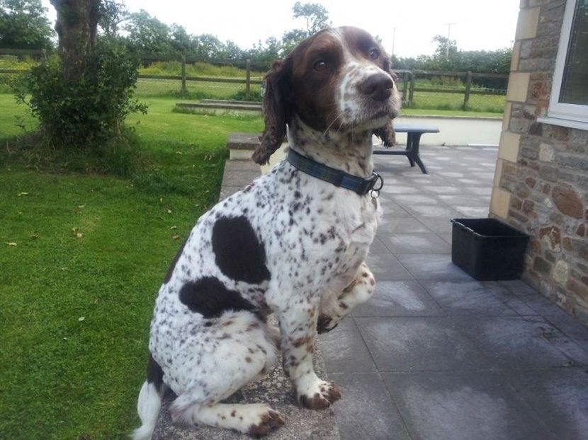 Macedonia, when you can walk the dogs during curfew - Telegraph - Telegraph