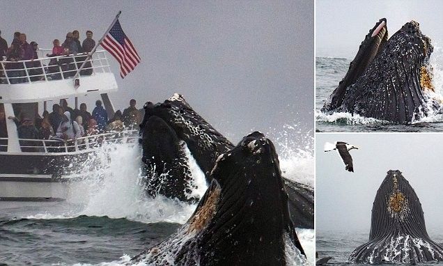 Balenat 40 tonëshe dhurojnë "spektakël", dalin nga uji para anijes me ...
