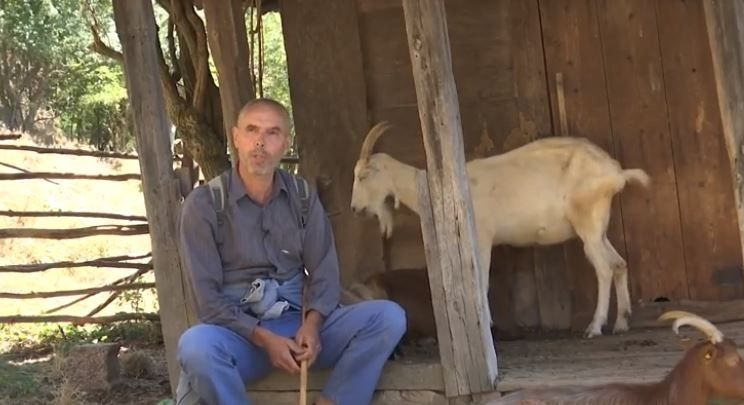 The village of Mitrovica where only one person lives with his 300 goats ...