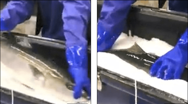 The moment when the frozen fish comes back to life after being put in ...