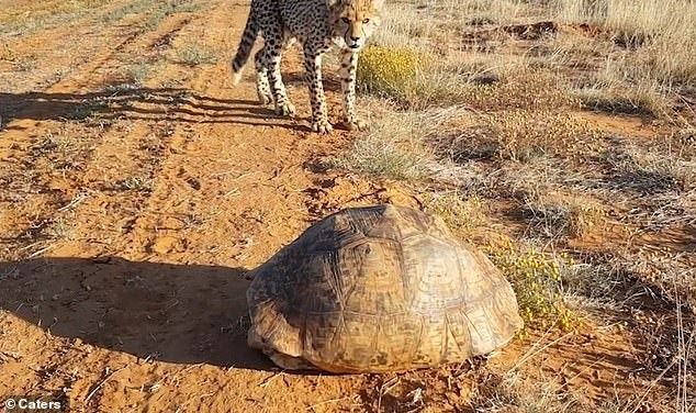 The turtle under the shell confused the cheetahs, they ran away scared ...