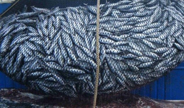 Support for fishing investments - Telegrafi - Telegrafi