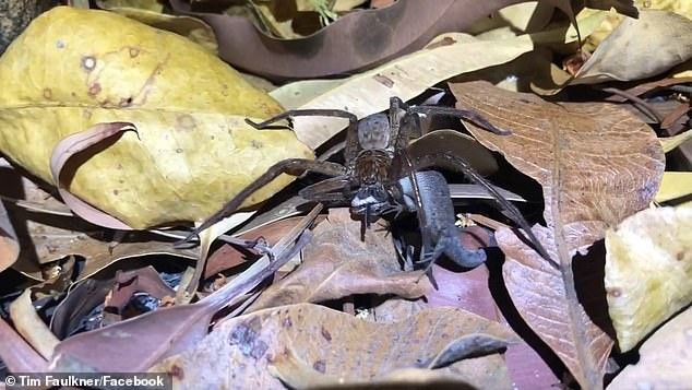 Fierce battle with a lizard and a spider (Video) - Telegraph - Telegraph