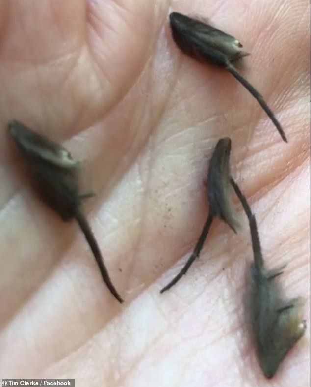 Experts surprised by mysterious creatures that resemble 'small mice ...