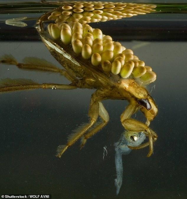 Water vampire insects that eat their prey alive (Video) - Telegraph ...