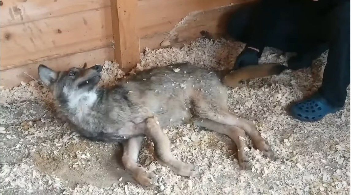 The unusual story of the bloodthirsty, finds the wounded wolf - heals ...