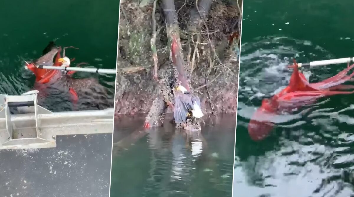 The eagle had done the measurements wrong - it was the fishermen who ...