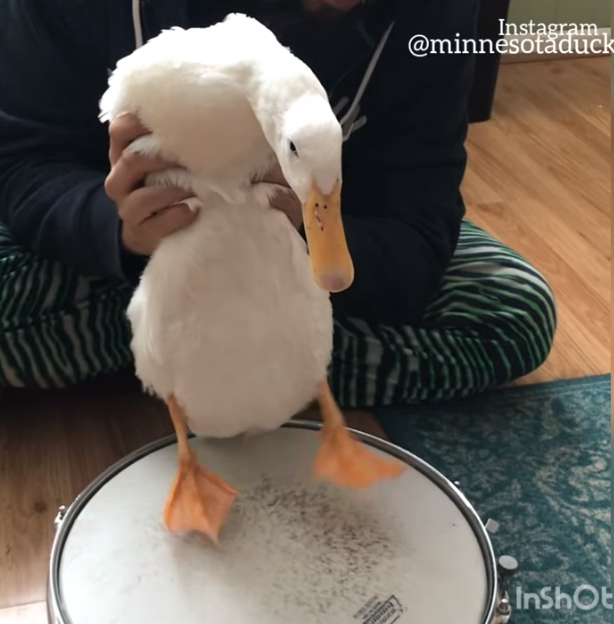 Patoku u bie daulleve - Telegrafi - Telegrafi