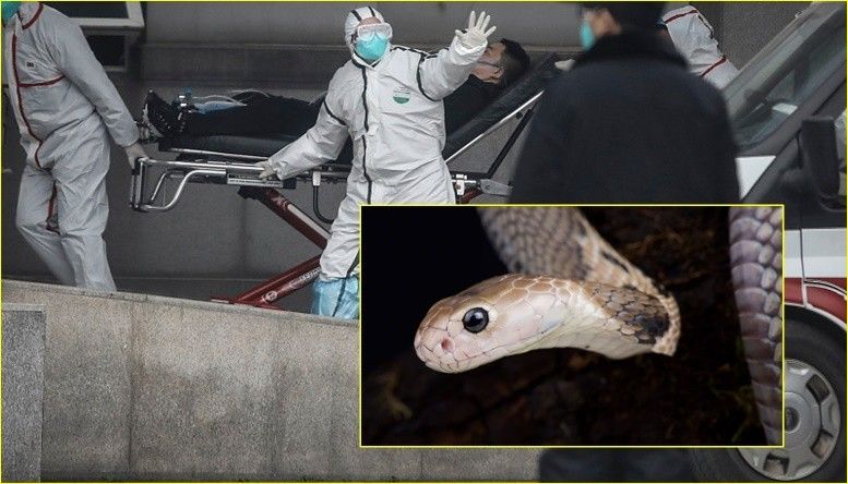 Snakes may be the source of the deadly Chinese virus - Telegraph ...