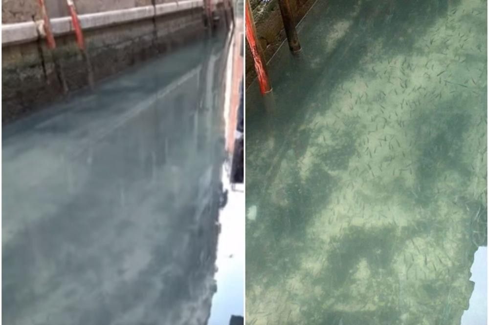 The water has never before been so clean in Venice, fish can be seen ...