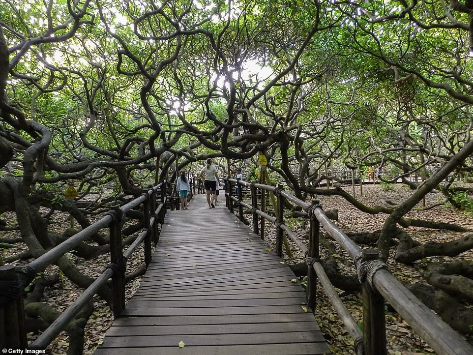 Pema shqeme më e madhe në botë, që mbulon dy hektarë tokë dhe duket si ...
