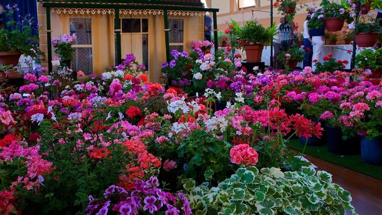 Barbaroza is an important symbol at home: This beautiful flower is ...