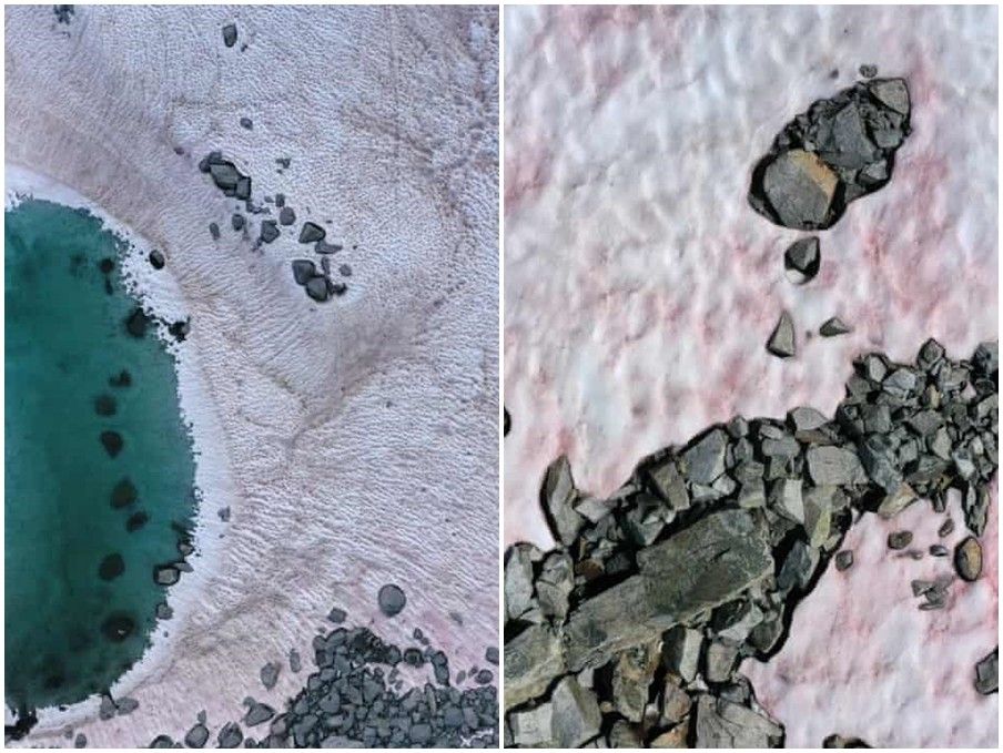 Alpet italiane bëhen rozë, dyshohet se algat ia ndryshuan akullit ...