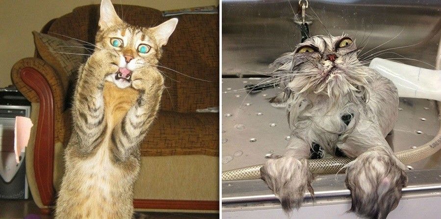 Cats are the animals with the most dramatic reactions - Telegraph ...