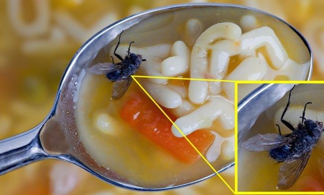 What flies do when they land on your food - Telegraph - Telegraph