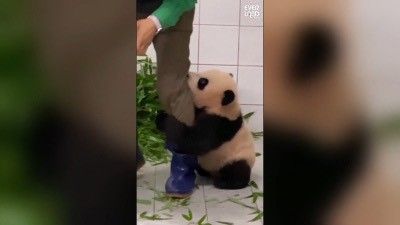 The baby panda goes viral, it will not be separated from its guardian ...