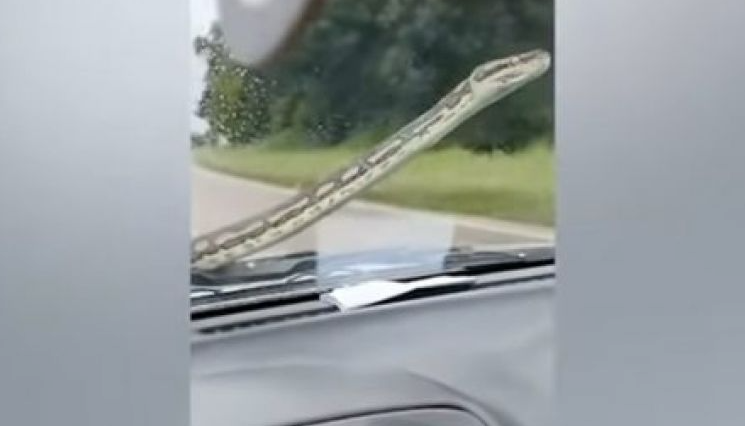 Australian driver's reaction when a snake "lay" on the windshield while ...