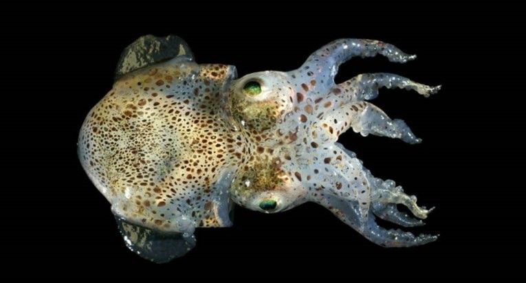 NASA launched the shiny squid into space and explained why - Telegraph ...