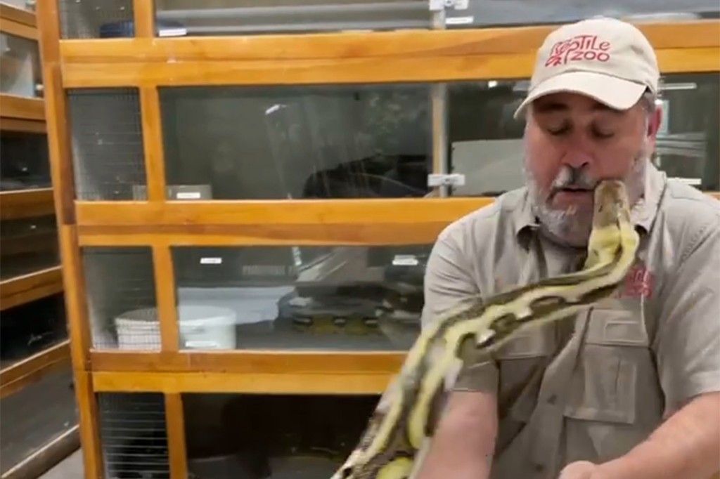 The video shows a python biting the face of a zookeeper in Los Angeles ...