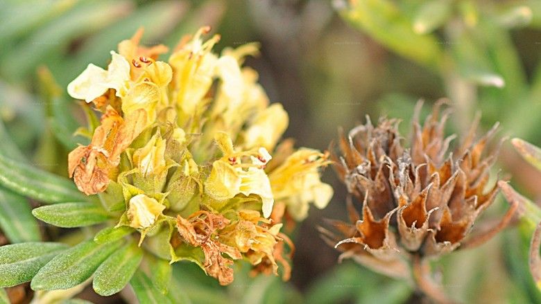 Bari i shelgut (arrësi malor) është një ilaç i fuqishëm: Një bimë që do ...