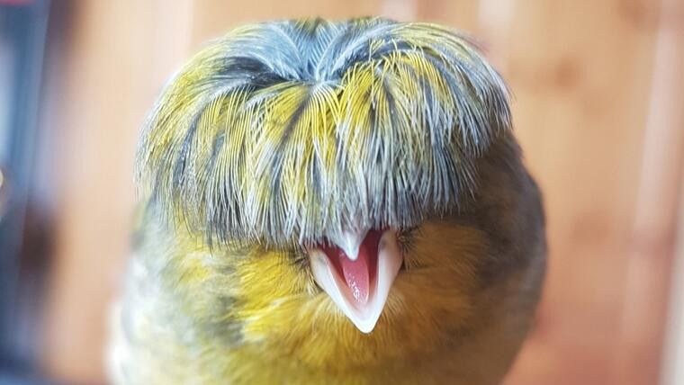 The little bird with bangs has rejoiced: Meet Barry, the most beautiful ...