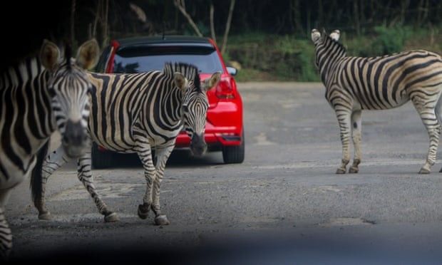 Five escaped zebras are seen roaming the streets of Maryland - Telegraph - Telegraph