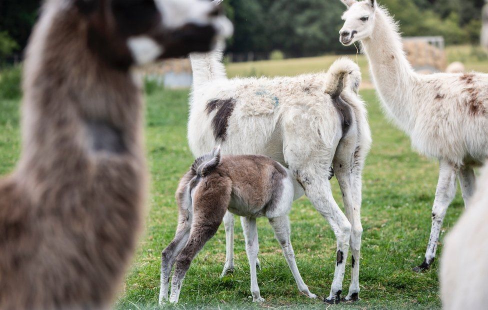 Llama therapy against COVID-19 is showing promise - if it proves ...