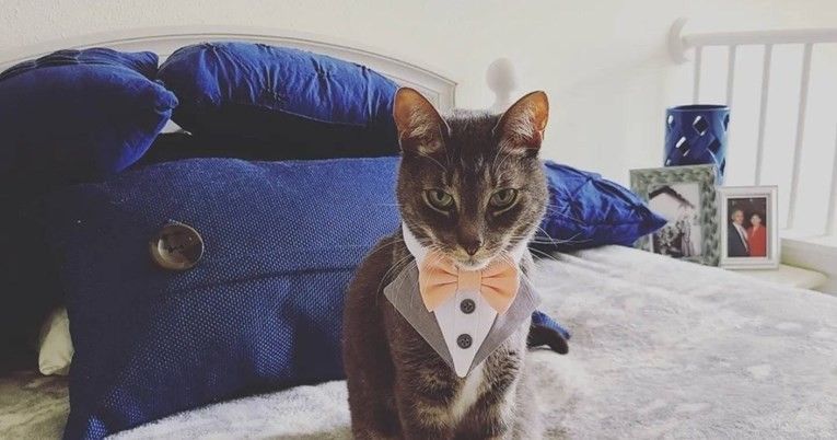 The cat stole all the attention at the wedding with the outfit ...