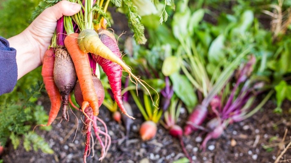 Fall and Winter Vegetables You Should Plant in Your Garden Now ...