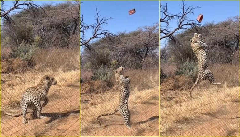 The 'amazing' jump for a piece of Leopard meat - in slow motion video ...