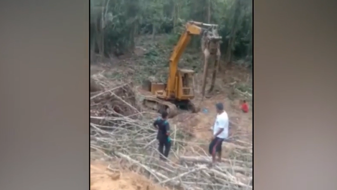Giant snake discovered in a forest in Dominica - it was so big it had ...