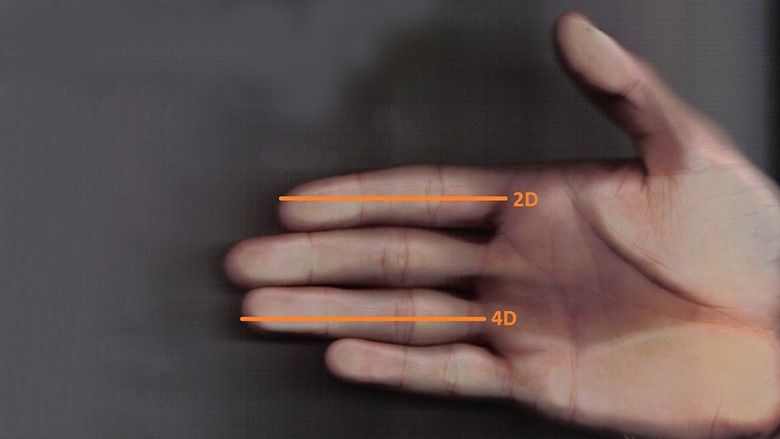 The doctor explains exactly how the length of your fingers reveals the ...