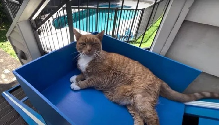 The owner built an elevator for the 20-year-old cat - Telegraph - Telegraph