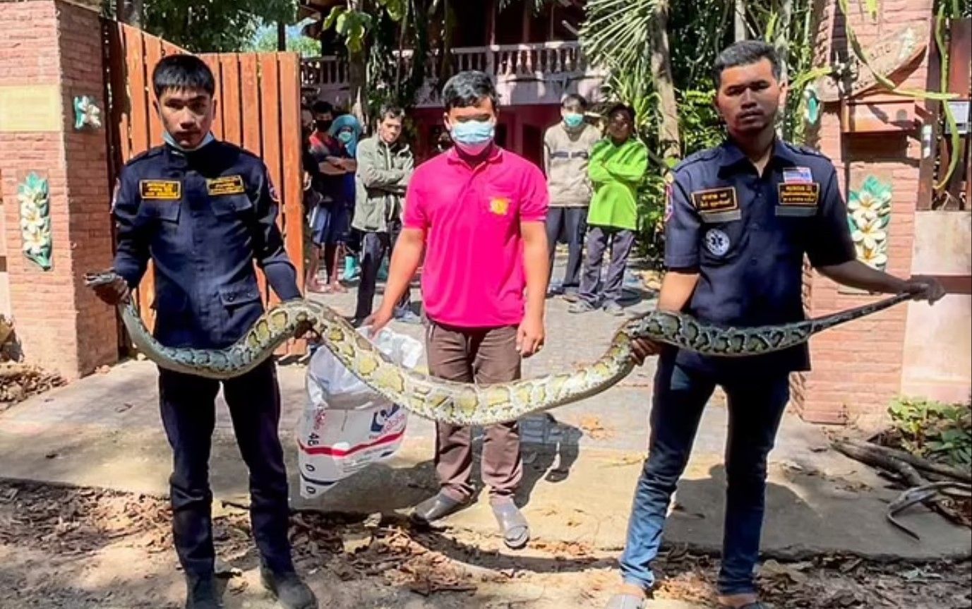 Over 20 kilograms and two and a half meters long, the python enters the ...
