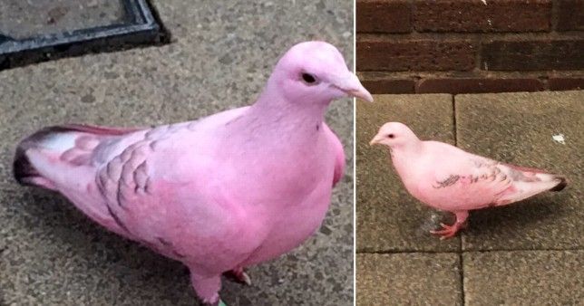 A pink pigeon surprises the inhabitants of a town in England ...