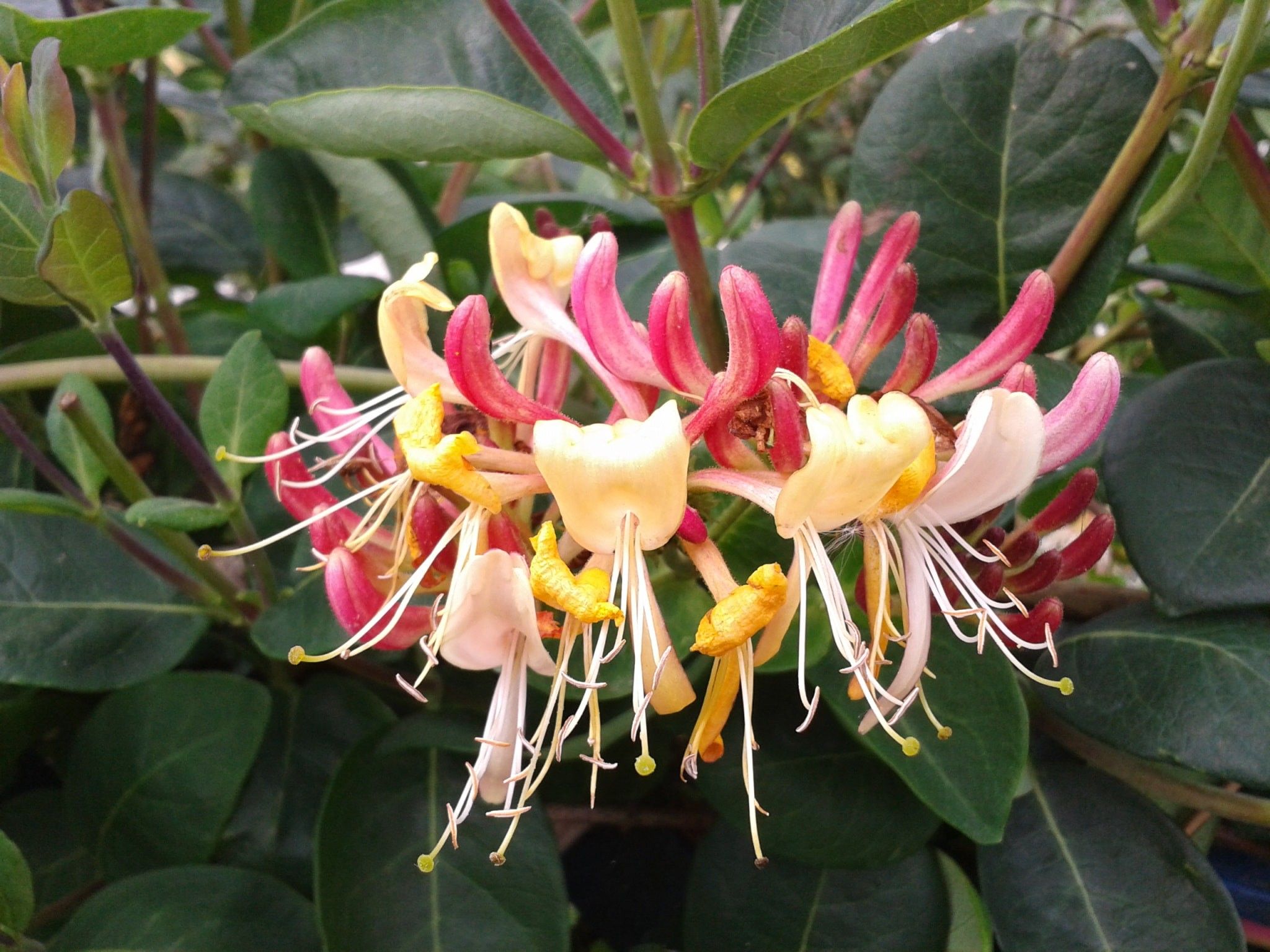 Kjo bimë forcon martesën dhe sjell lumturi: Ka aromë më të mirë se ...