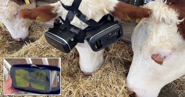 The Turkish farmer is putting VR headsets on the cows, making them ...