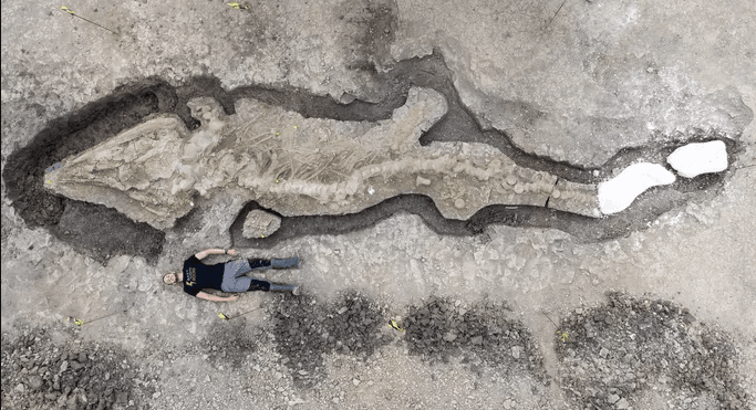 Large 'sea dragon' fossil from 180 million years ago discovered in ...