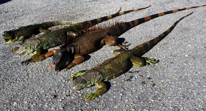 Florida është kaq e ftohtë sa që hardhucat po bien nga pemët ...