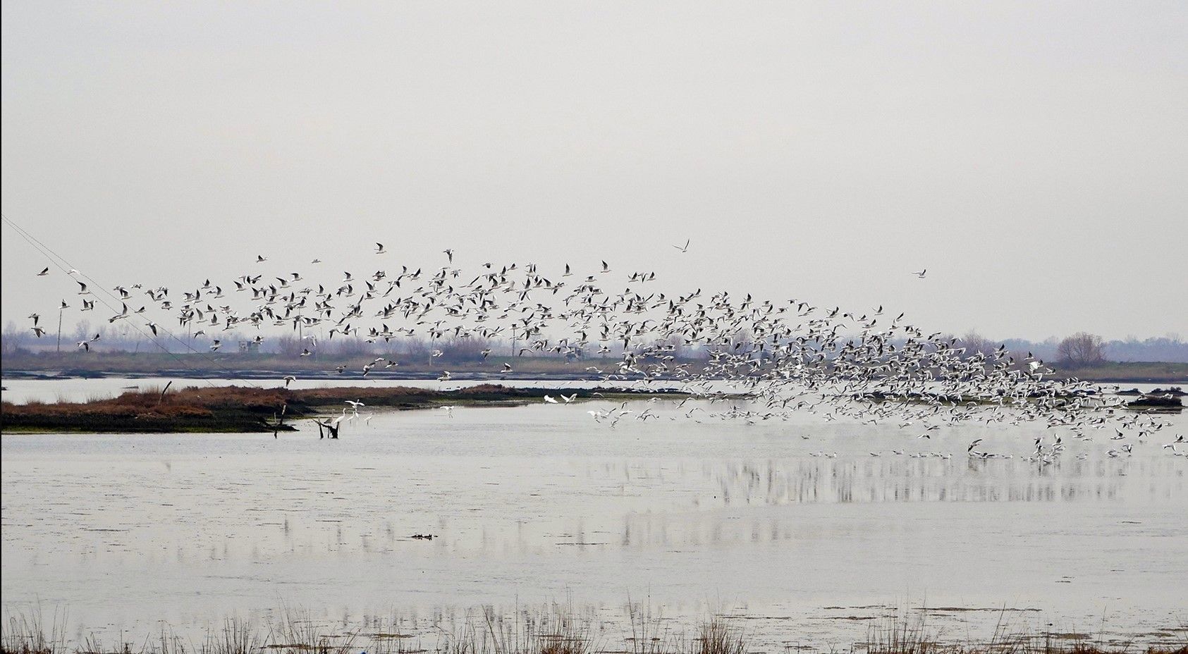 Shpendët në lagunat dhe liqenet e Shqipërisë janë shtuar gjatë vitit ...