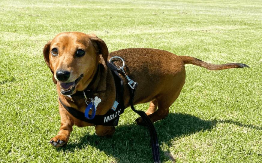 Dog Arthur goes viral on social networks with new images - Telegraph ...