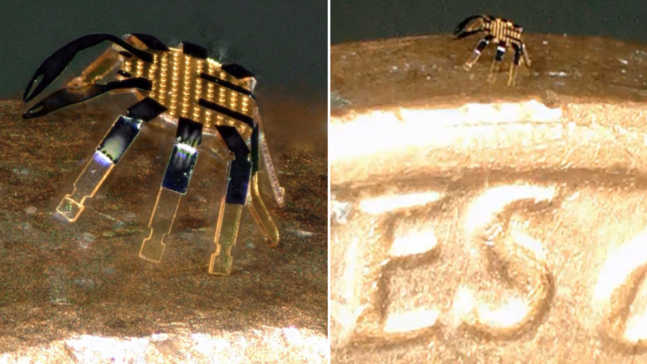 Meet the smallest robot that walks by remote control - Telegraph ...